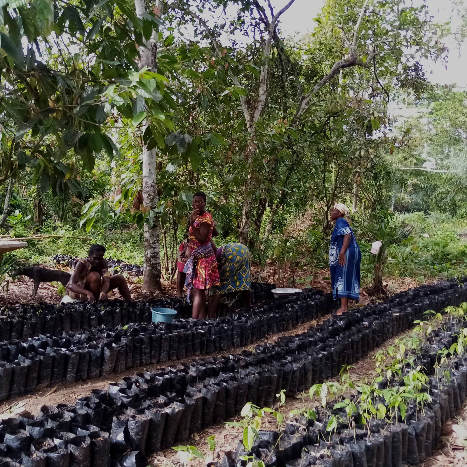 Les arbres sont les alliés des productrices et producteurs de cacao