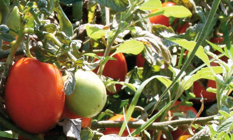 Les légumineuses Champlat labellisées BIOPARTENAIRE